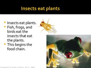 Food Chain | PPT