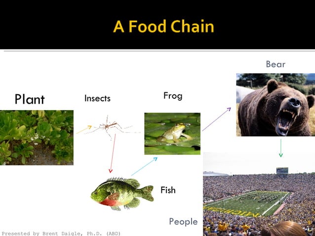 Food Chain | PPT