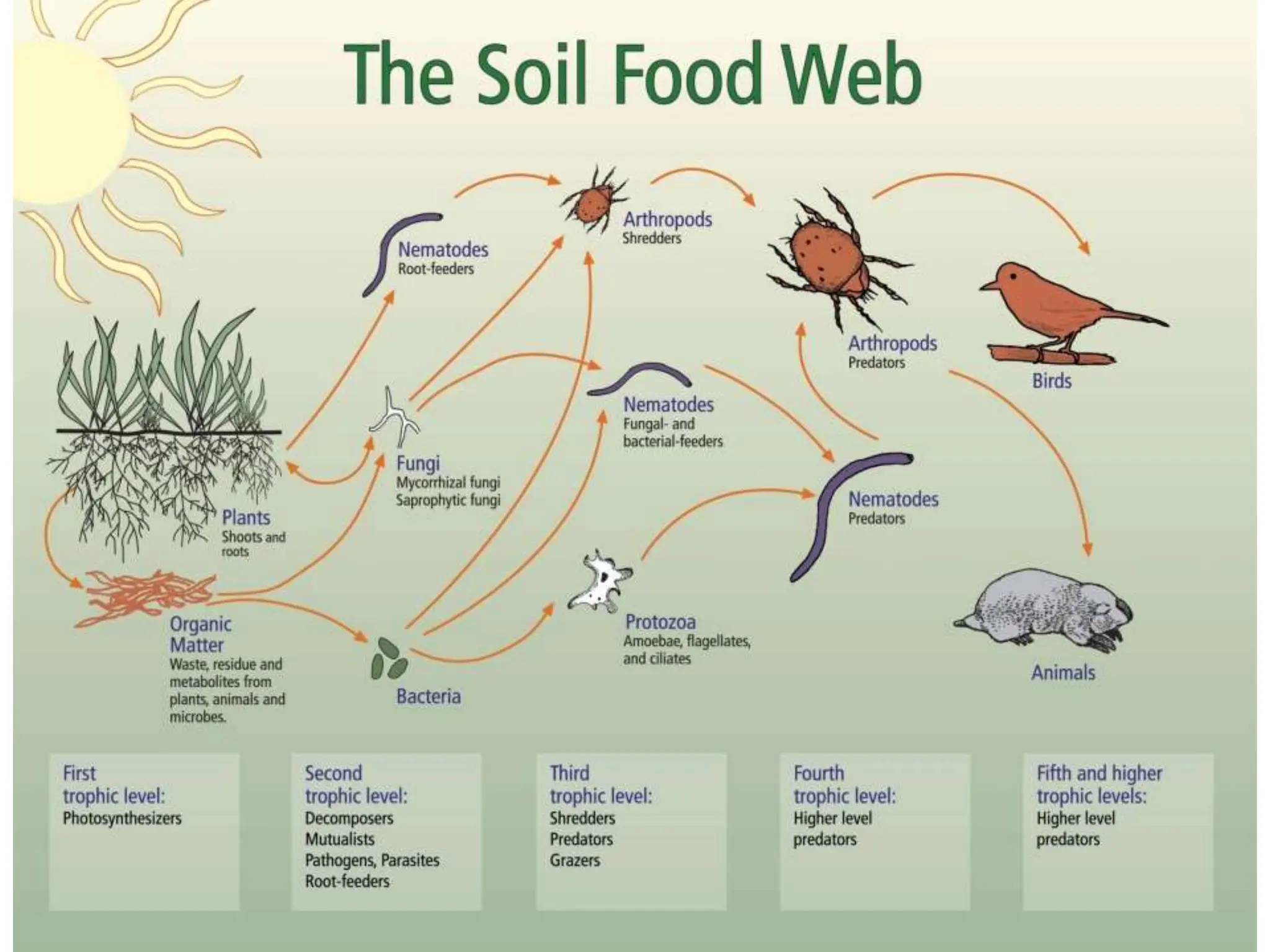 food-chain-food-web-ecological-pyramid.pptx