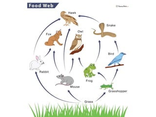 food-chain-food-web-ecological-pyramid.pptx