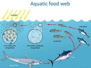 food-chain-food-web-ecological-pyramid.pptx