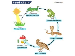 food-chain-food-web-ecological-pyramid.pptx