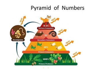 food-chain-food-web-ecological-pyramid.pptx