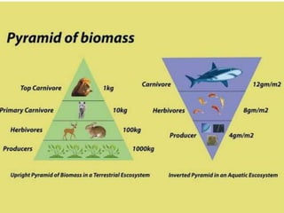 food-chain-food-web-ecological-pyramid.pptx