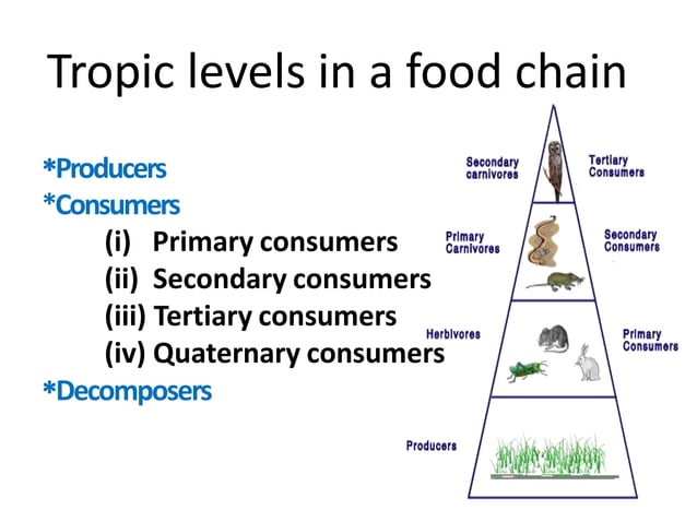 food-chain-food-web-ecological-pyramid.pptx