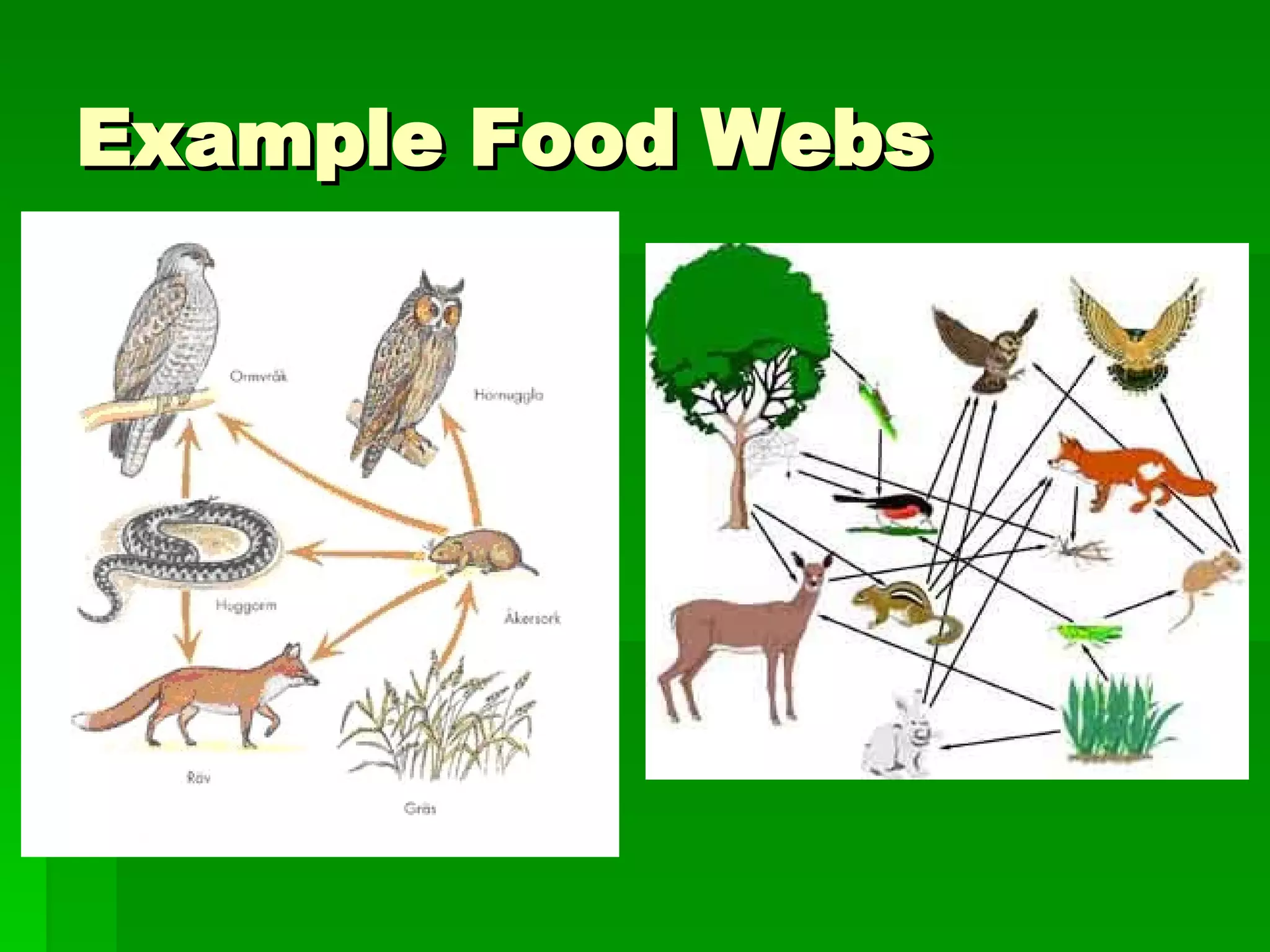 Food Chains and Food Webs | PPT | Biological Sciences | Science