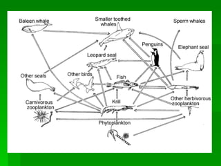 Food Chains and Food Webs | PPT