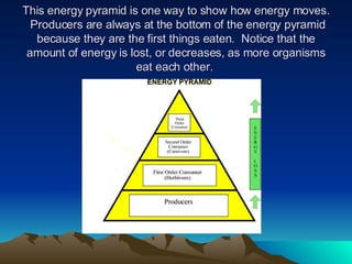 Food Chains And Food Webs | PPT
