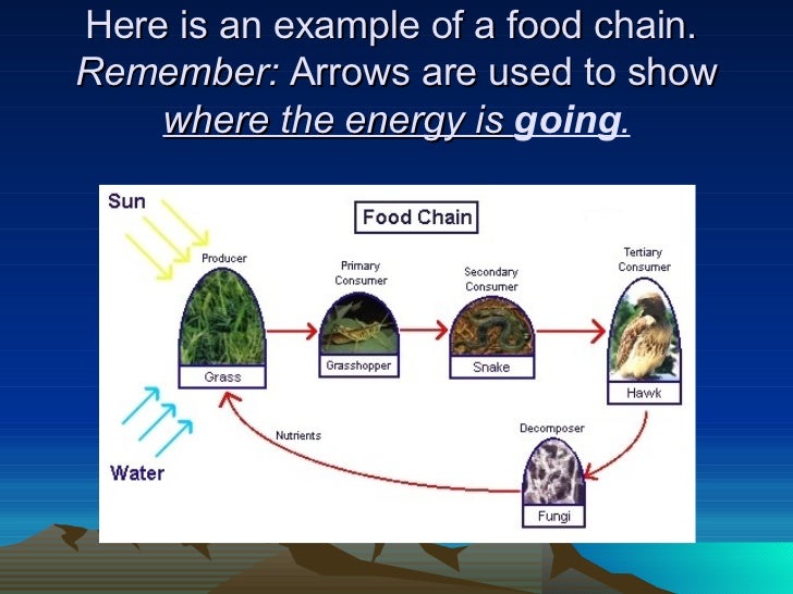 Food Chains And Food Webs