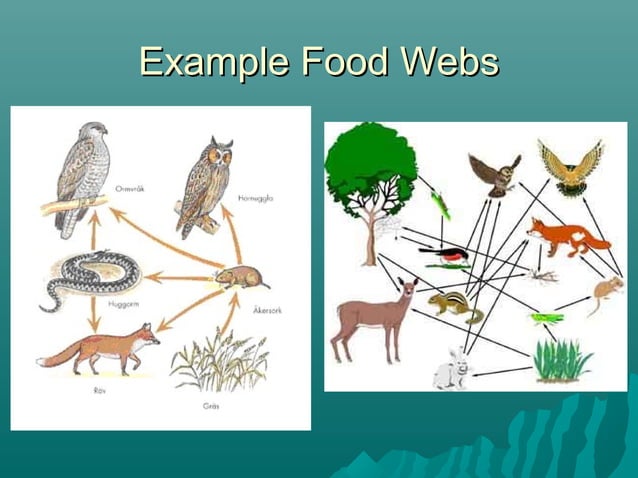 Food Chains and Food Webs | PPT