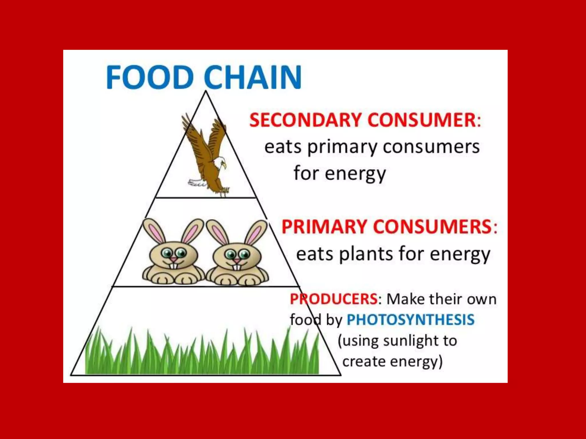 food-chains-and-webs-powerpoint.ppt