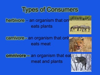 food-chains-and-webs-powerpoint.ppt