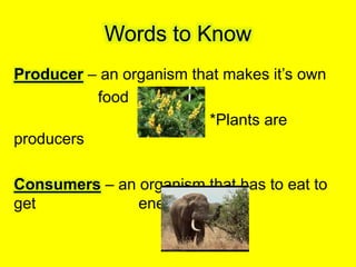 Producer Organism