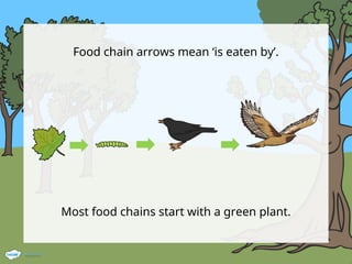 Food-Chains-Powerpoint_Olympiad class six.ppt