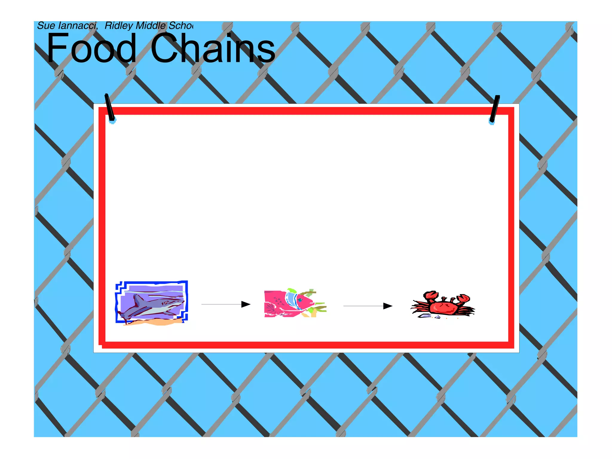 Food Chains & Webs | PPT | Biological Sciences | Science