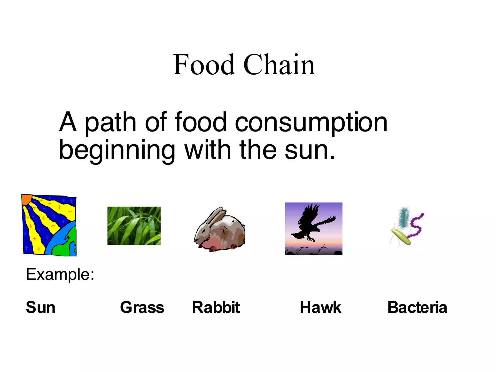 Food Chains & Webs | PPT | Biological Sciences | Science
