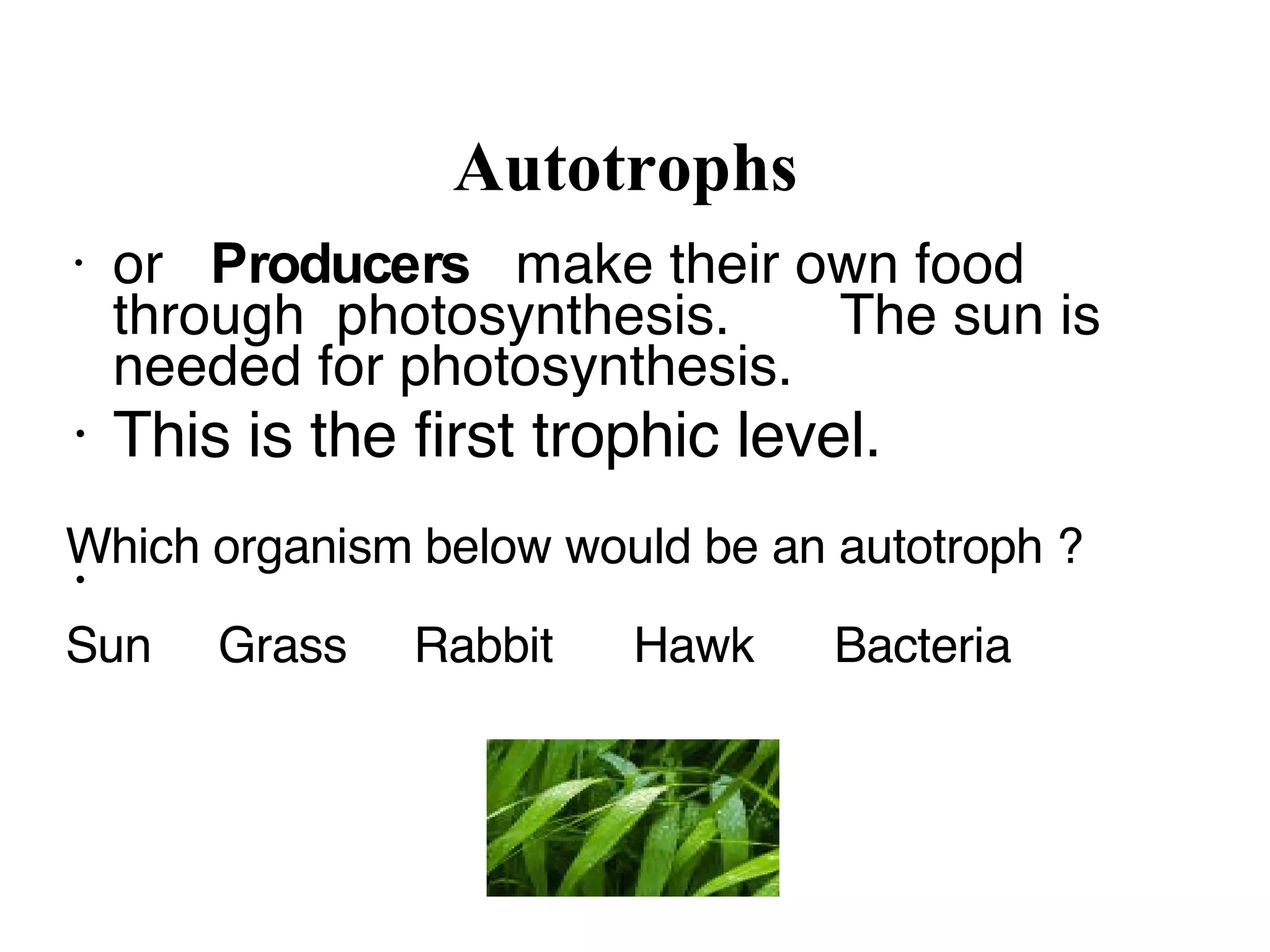 Food Chains & Webs | PPT | Biological Sciences | Science