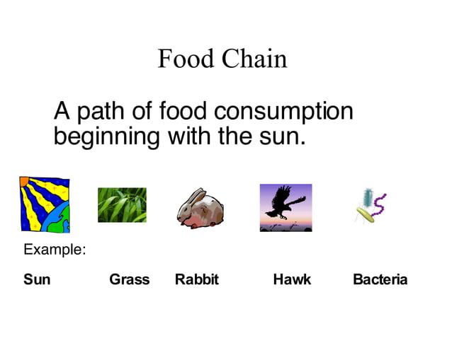 Food Chains & Webs | PPT | Biological Sciences | Science