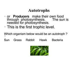 Food Chains & Webs | PPT | Biological Sciences | Science