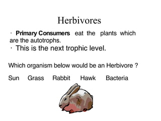 Food Chains & Webs | PPT