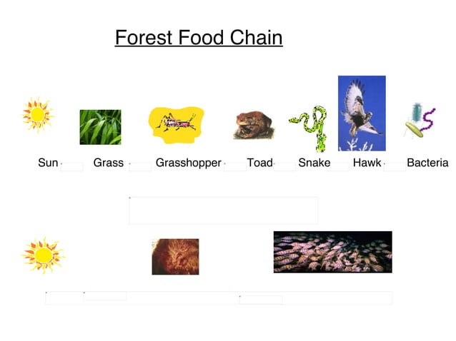 Food Chains & Webs | PPT