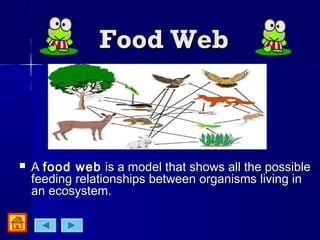 food webs & food chains | PPT
