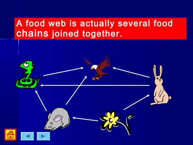 food webs & food chains | PPT