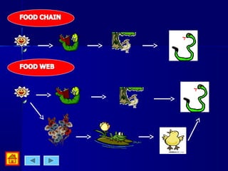 food webs & food chains | PPT