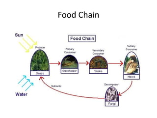 Food-Web-food-chain-ecological-pyramid-ppt-2-25.pdf