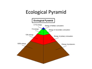 Food-Web-food-chain-ecological-pyramid-ppt-2-25.pdf