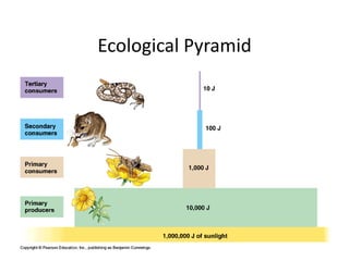 Food-Web-food-chain-ecological-pyramid-ppt-2-25.pdf
