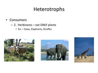 Food-Web-food-chain-ecological-pyramid-ppt-2-25.pdf
