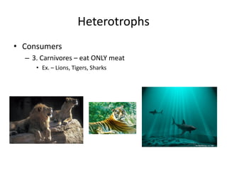 Food-Web-food-chain-ecological-pyramid-ppt-2-25.pdf