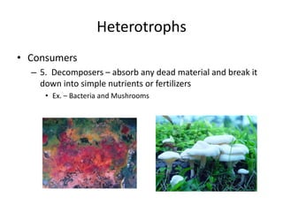 Food-Web-food-chain-ecological-pyramid-ppt-2-25.pdf