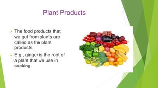 Food - where does it come from | PPTX