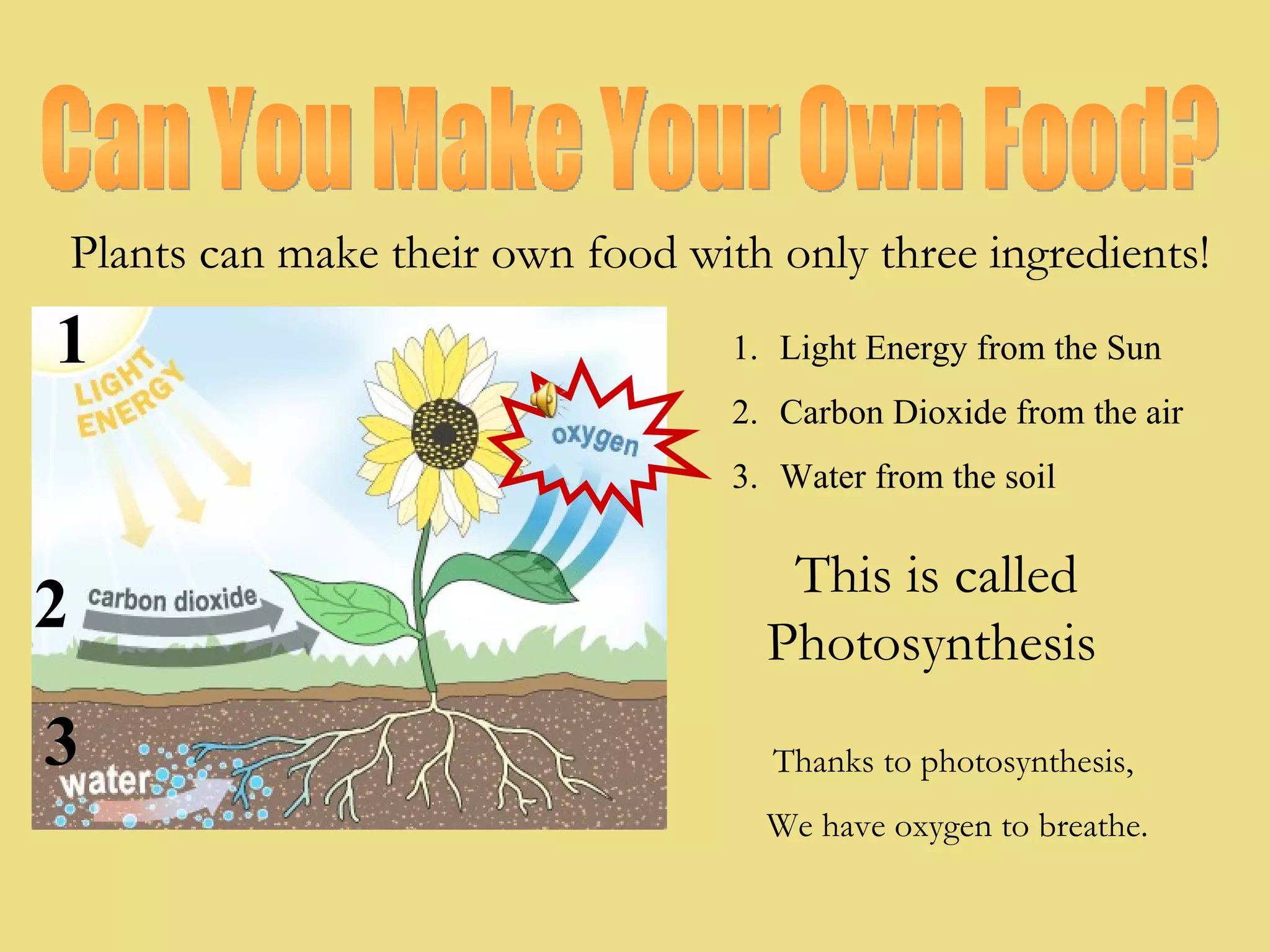 Photosynthesis_Food 4 Thought | PPT
