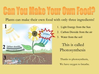 Photosynthesis_Food 4 Thought | PPT
