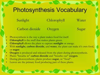 Photosynthesis_Food 4 Thought | PPT