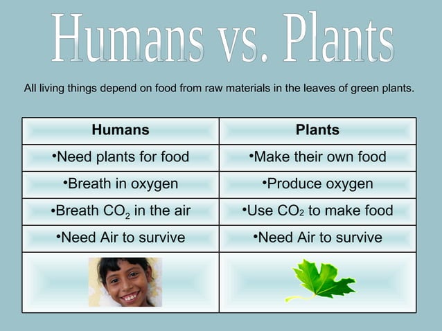 Photosynthesis_Food 4 Thought | PPT