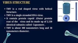 Soil and agricultural microbiology 2024 (TMV) | PDF