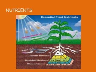 Food, air, water, and shelter | PPTX