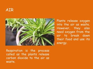 Food, air, water, and shelter | PPTX