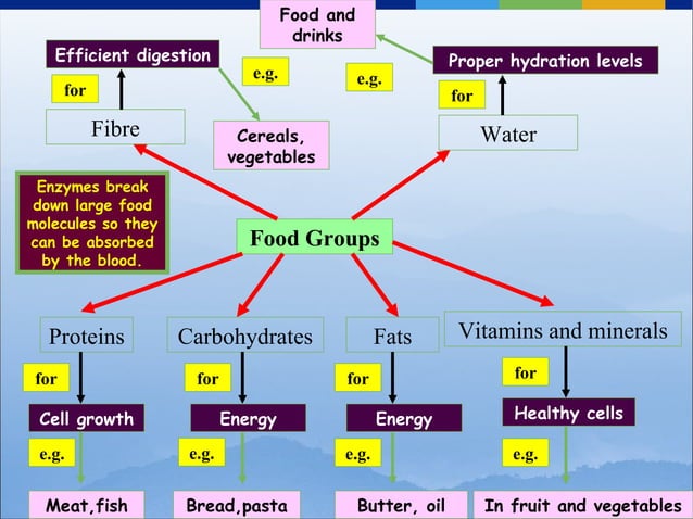 Food And Digestion Concept Map | PPT | Nutrition | Healthy Living