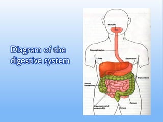 Food And Digestion Concept Map | PPT