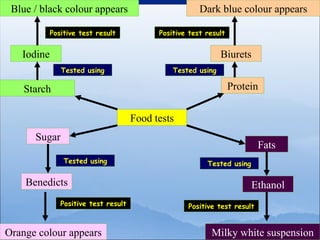 Food And Digestion Concept Map | PPT