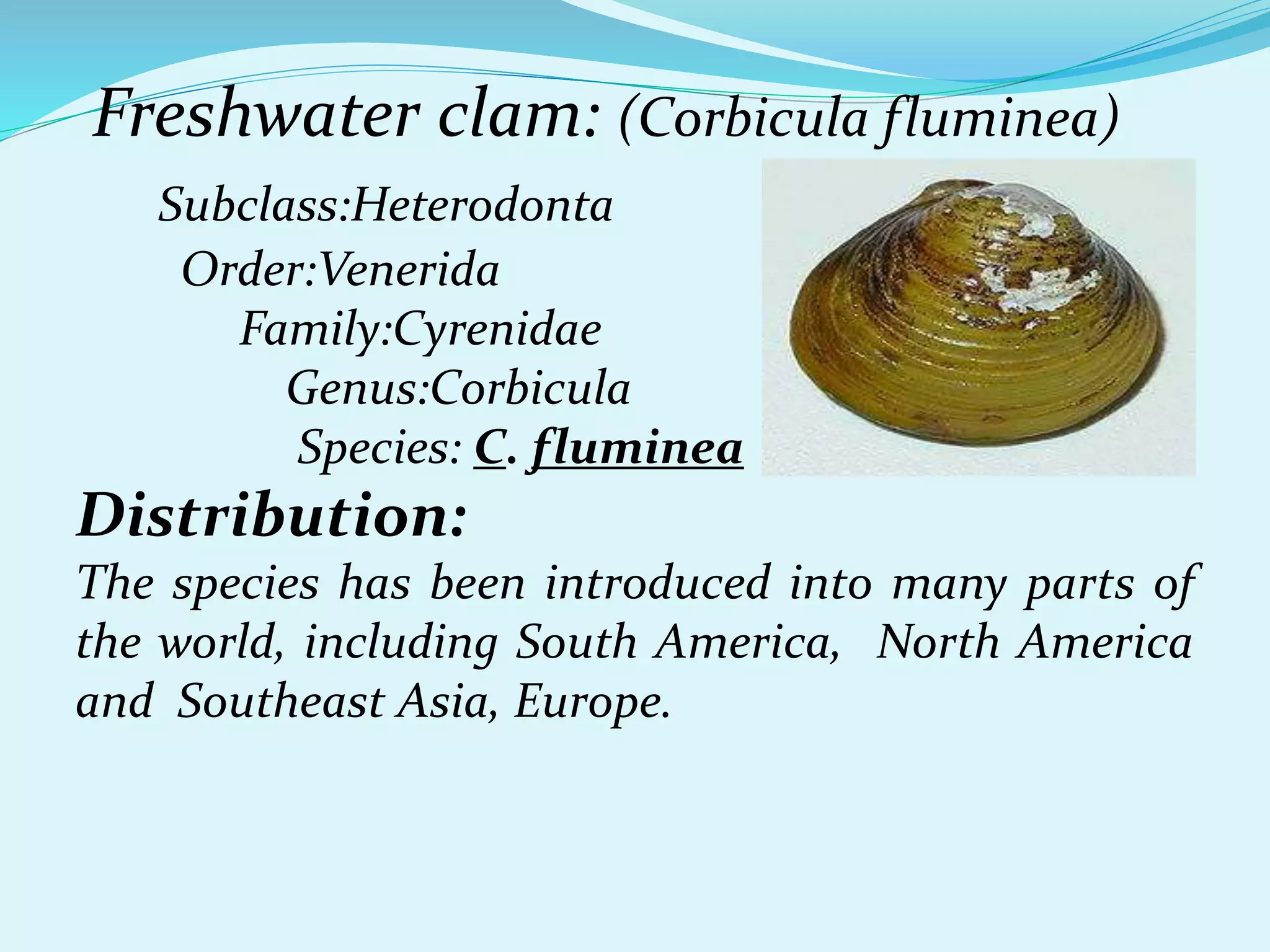 Food and feeding habit of shellfishes | PPTX