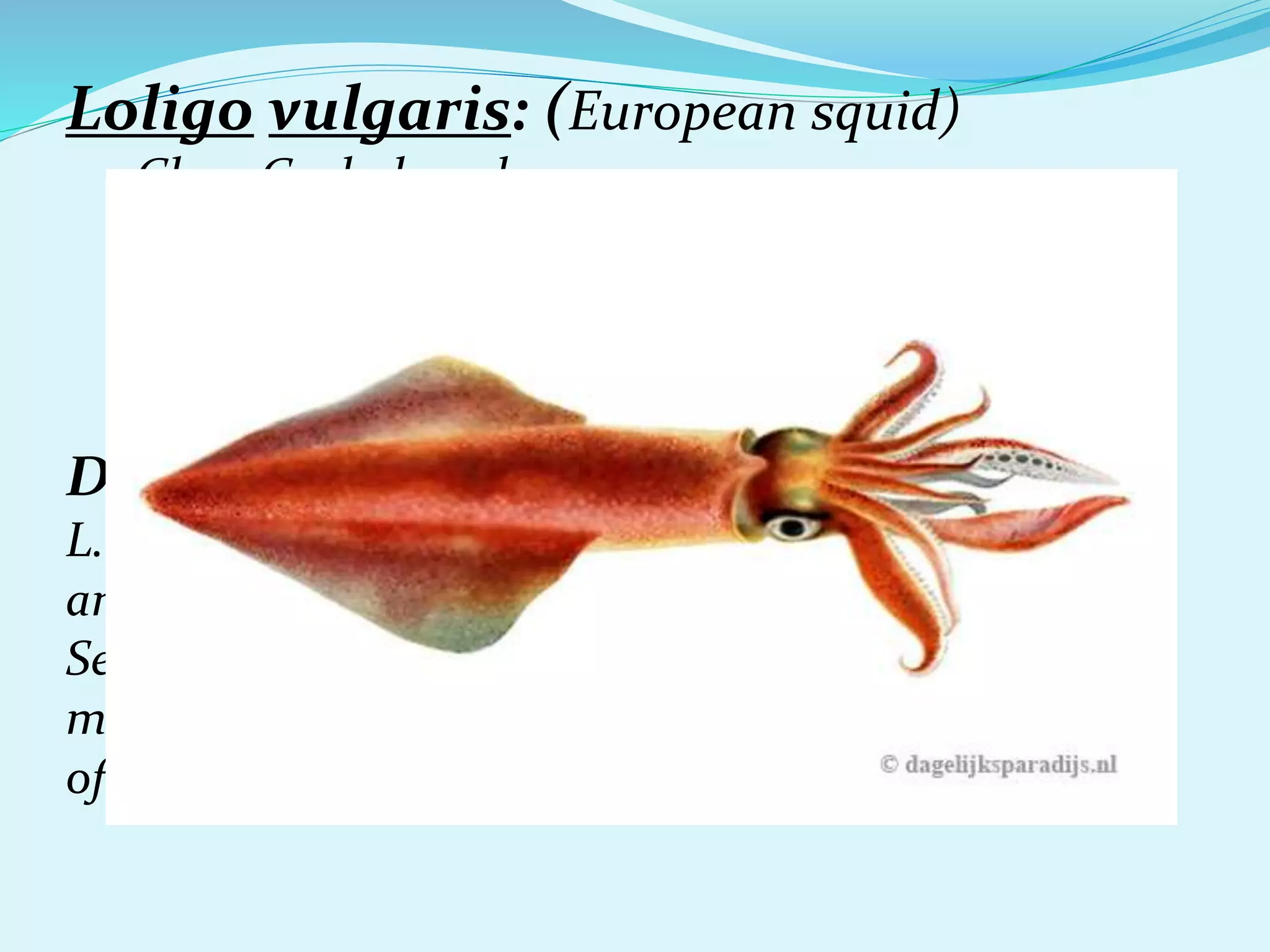 Food and feeding habit of shellfishes | PPTX