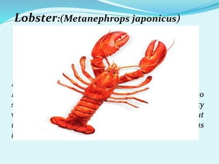 Food and feeding habit of shellfishes | PPTX