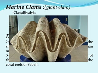 Food and feeding habit of shellfishes | PPTX