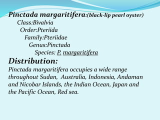Food and feeding habit of shellfishes | PPTX